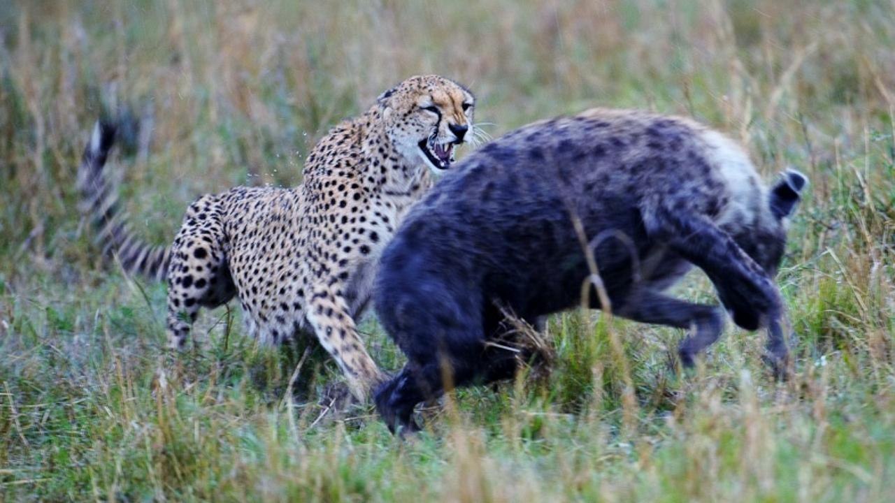 Leopard attacking a hyena - 2015 - Dailymotion Video