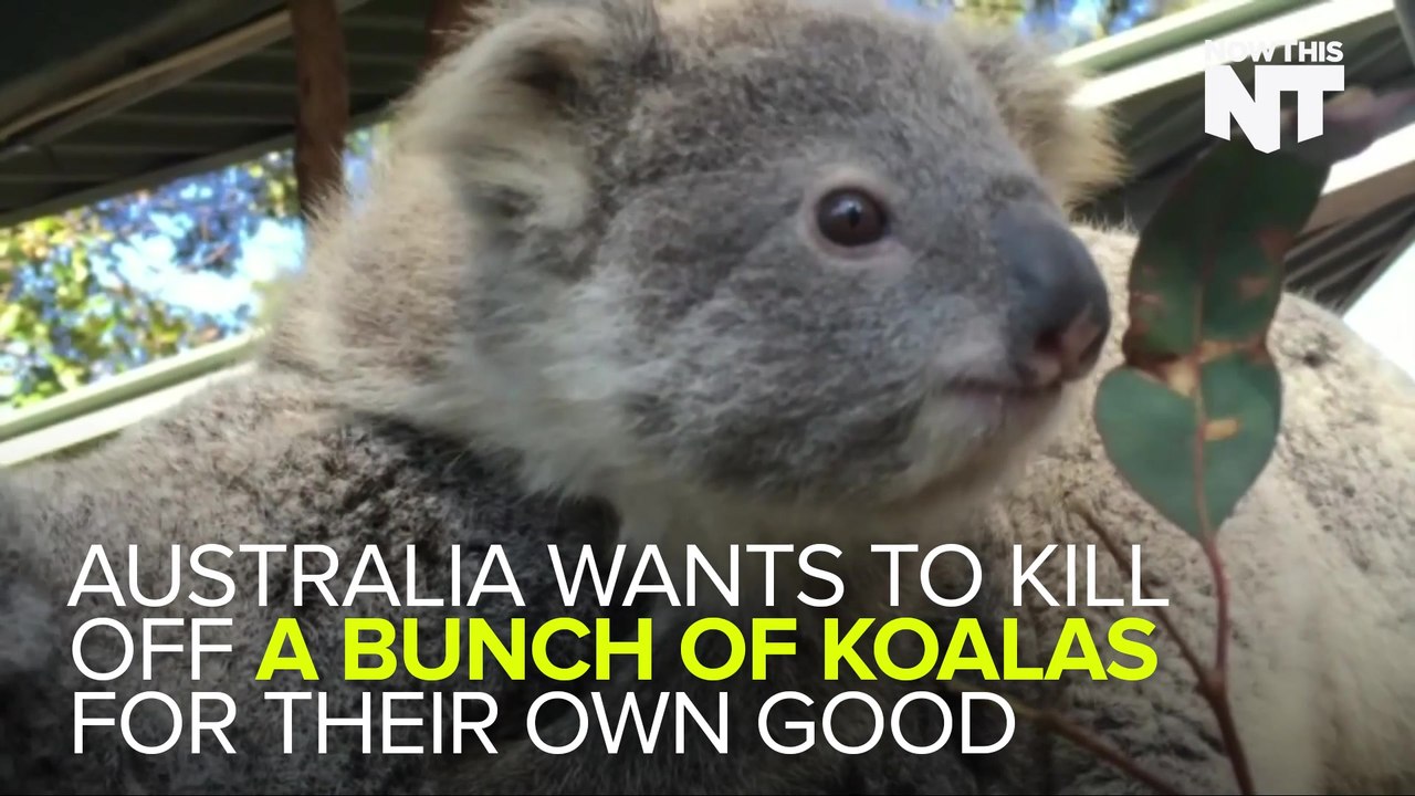 There Is A Chlamydia Outbreak Threatening The Koala Population - video ...