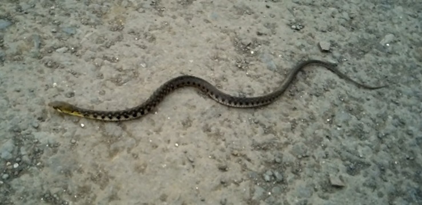 Baby Snake Gona Wild In Public Place - Animal Planet - Nature ...