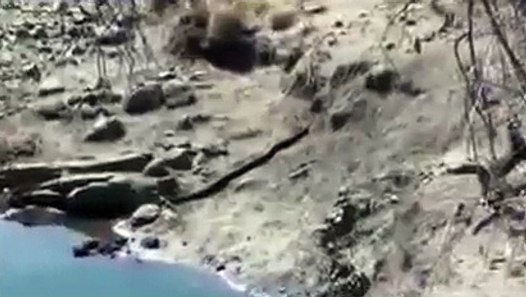 Tiger vs Snake Real Fight | AMAZING MUST WATCH - Dailymotion Video