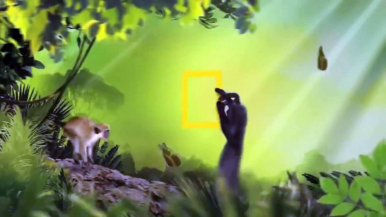 Discovery wild animals Japan wildlife Nature Discovery channel ...