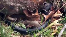 rabbit vs snake - video dailymotion
