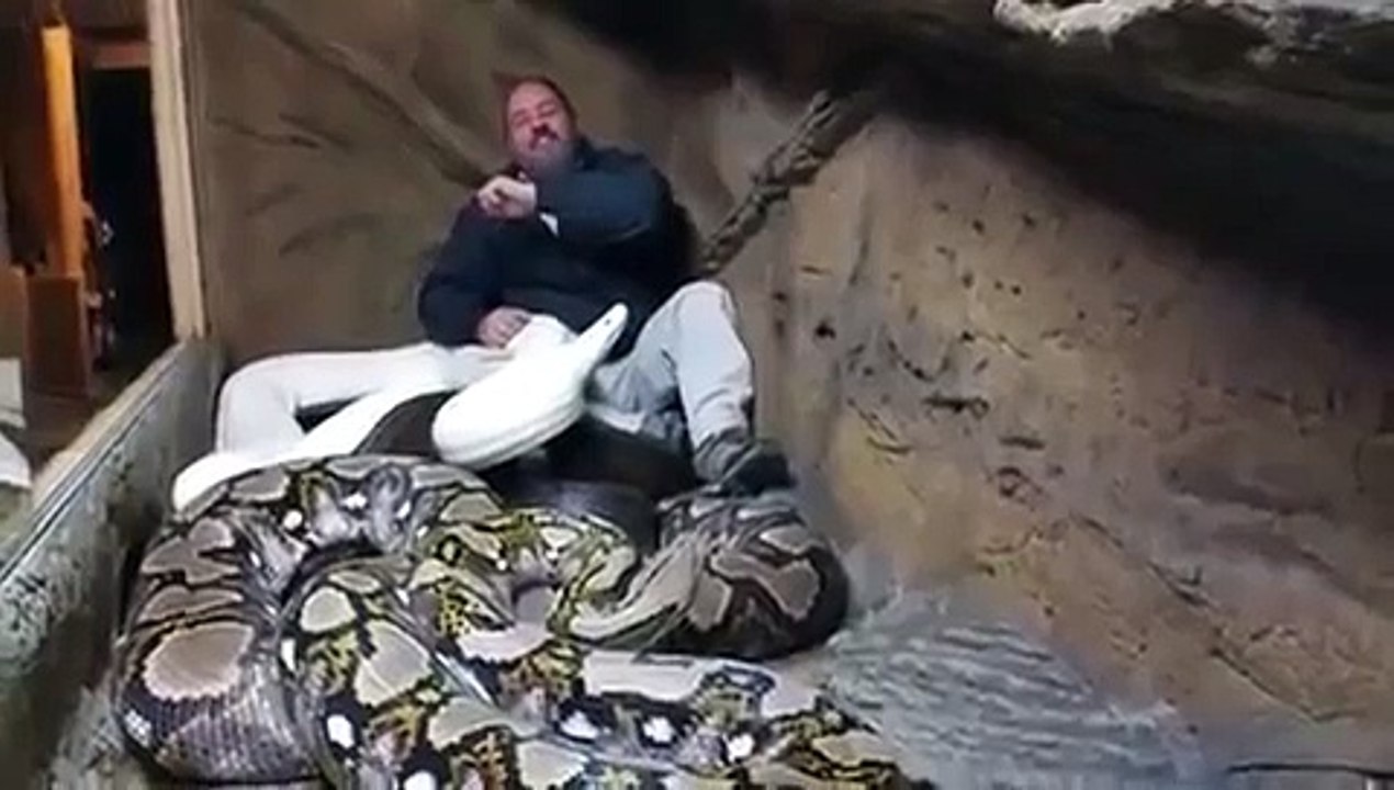 Crazy Man Laughs While Giant Albino Python Attacks. The Snake Even ...