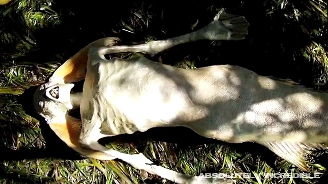 Real MERMAIDS (and MERMAN) caught on camera! (MERMAID evidence footage ...