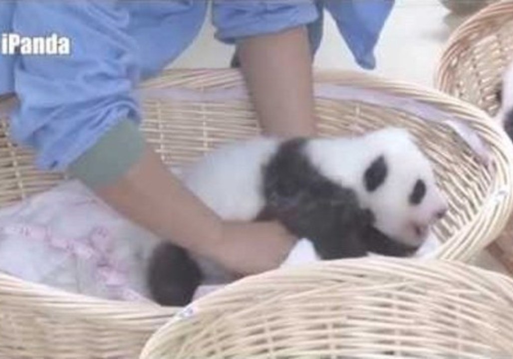 Panda Nannies Have the Happiest Job Ever - video Dailymotion