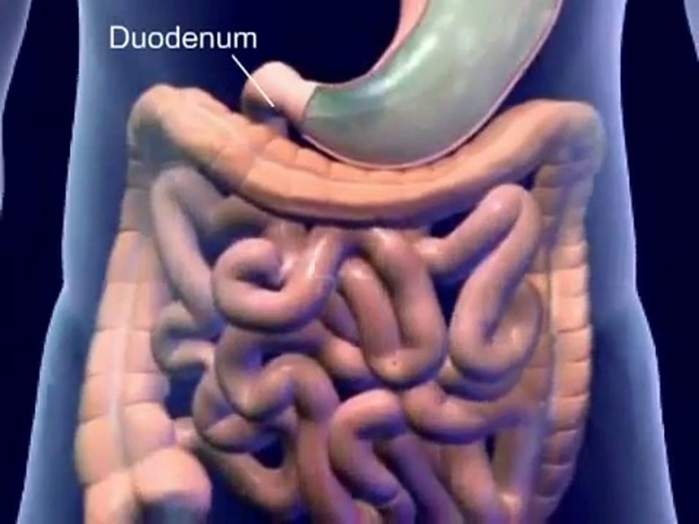 Digestive System Animation Video