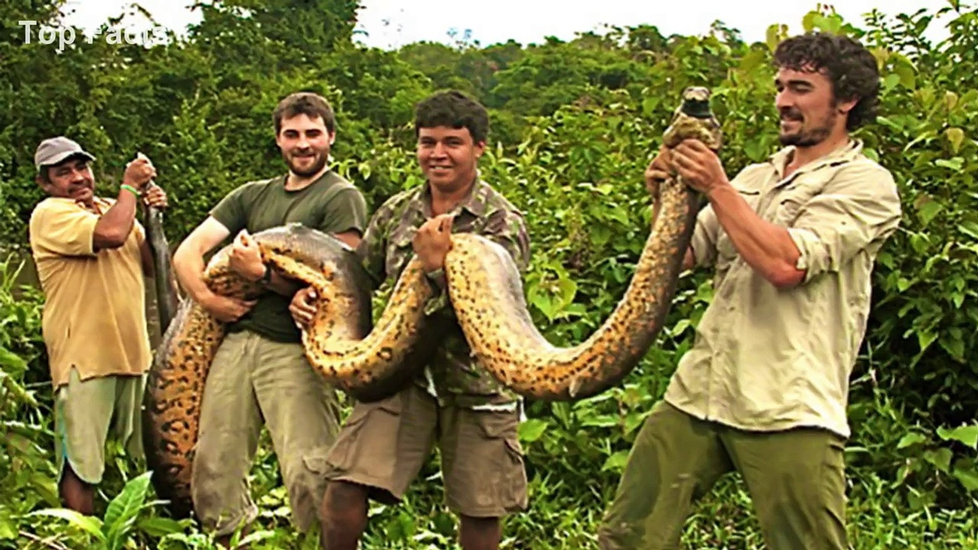 “Unveiling the Enormous Amazon Python: Devourer of 257 Humans and 2325 ...