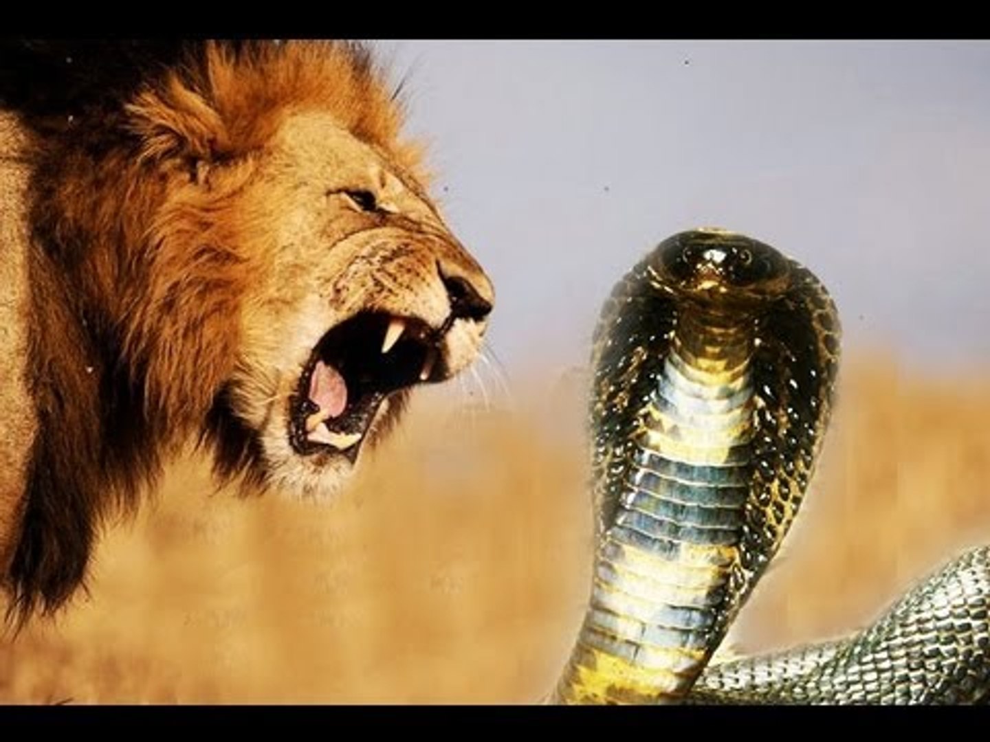 Lion Vs Cobra