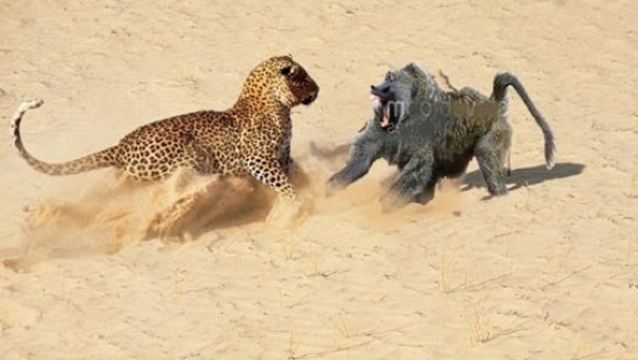 Baboon vs Leopard - Baboon Win - video Dailymotion