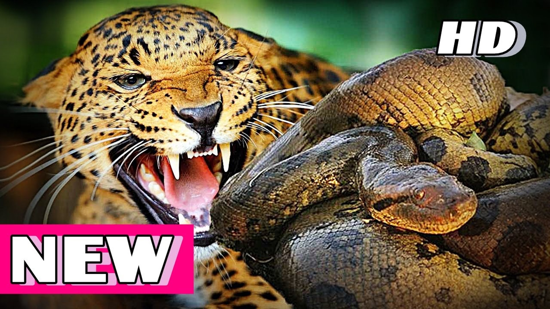 Giant Anaconda Attacks Tiger Animal Fight Python Vs Tiger Vs Jaguar