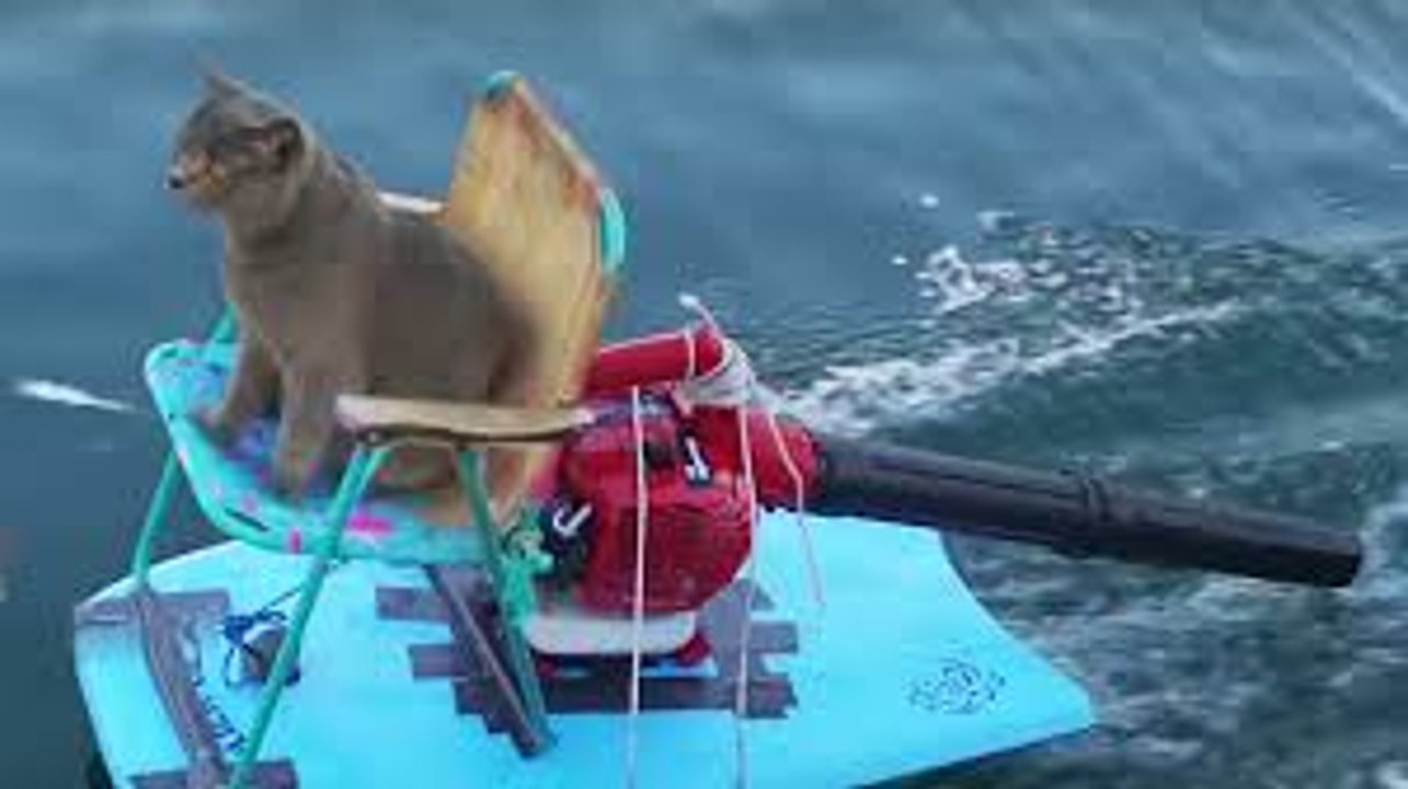 Homemade Jet Ski - Aarons Animals - video Dailymotion