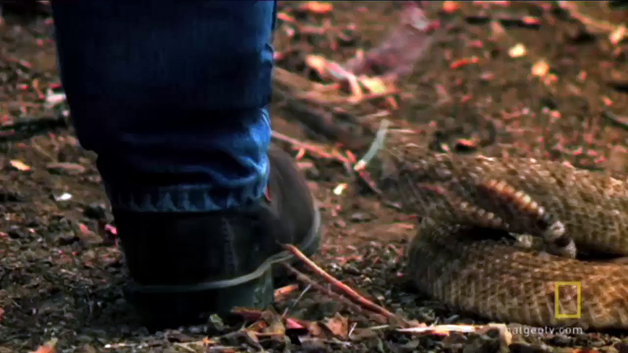 Watch Ultimate Animal Countdown Videos Online - National Geographic ...