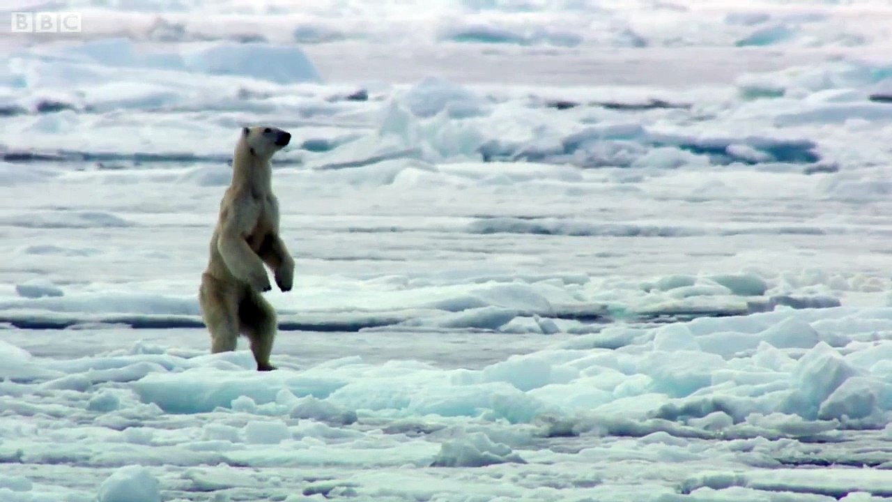 Hungry polar bear surprises a seal - The Hunt: Episode 2 Preview - BBC ...