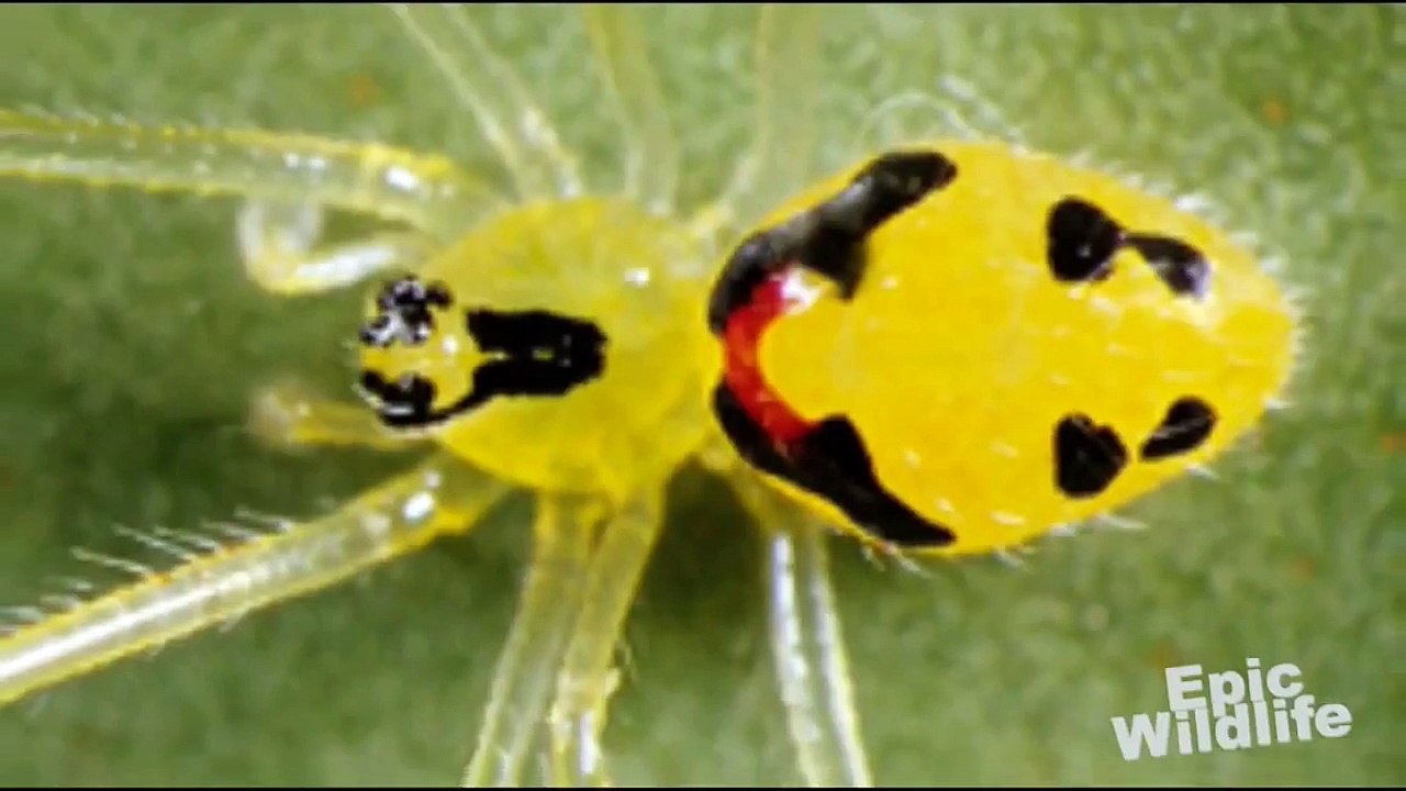 Happy Faced Spiders - video Dailymotion