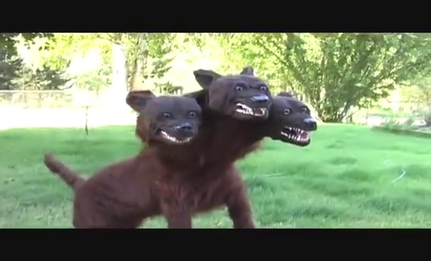 Real Three Headed Dog