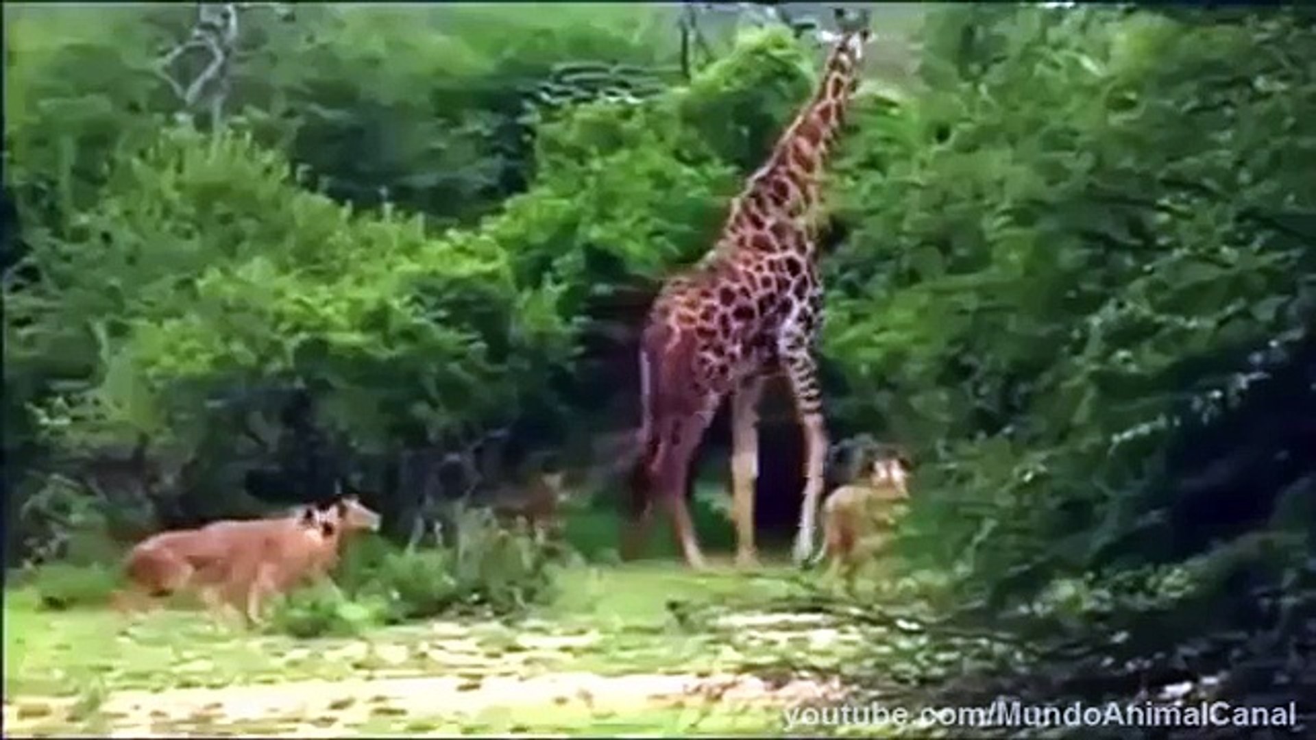 Jirafas Luchando Contra Leones Presentando A La Jirafa Bebé Con Los