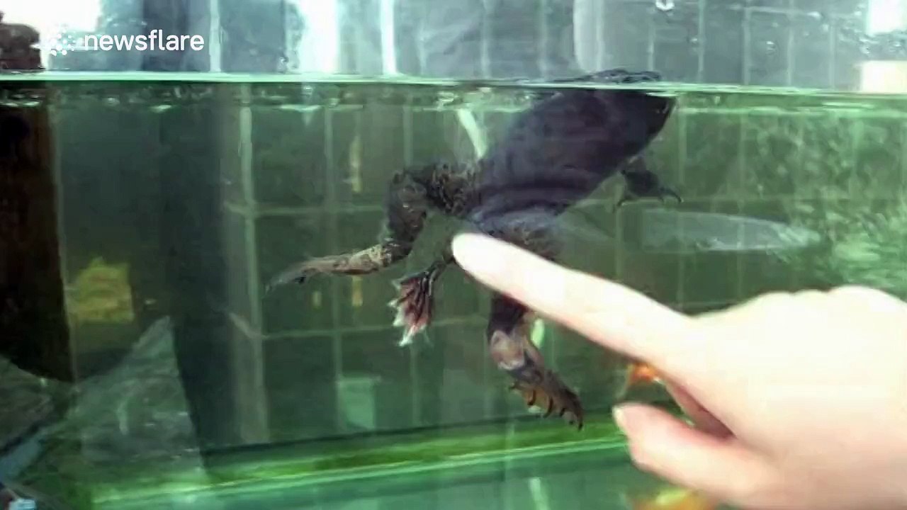 Bullfrog with six legs appears in China - video Dailymotion