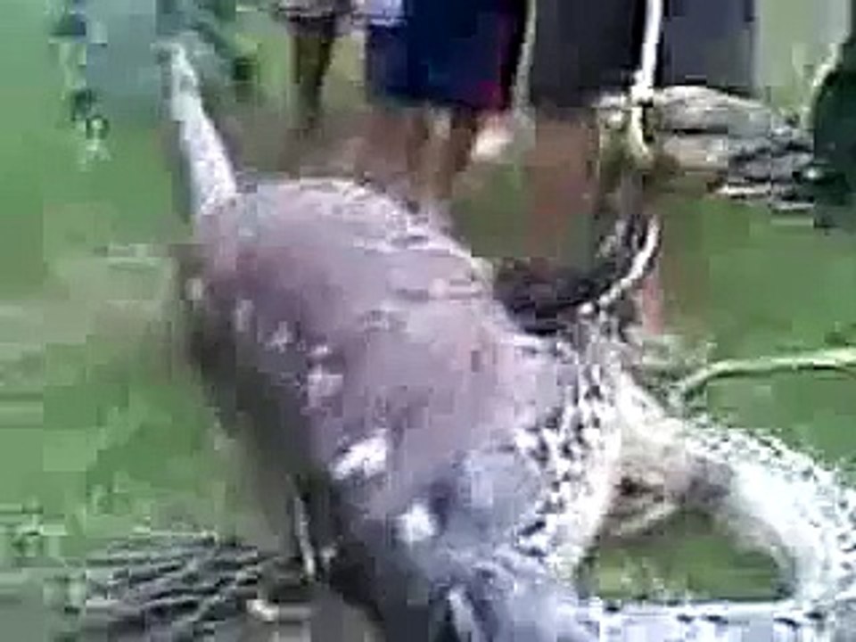 snake eat cow - video Dailymotion
