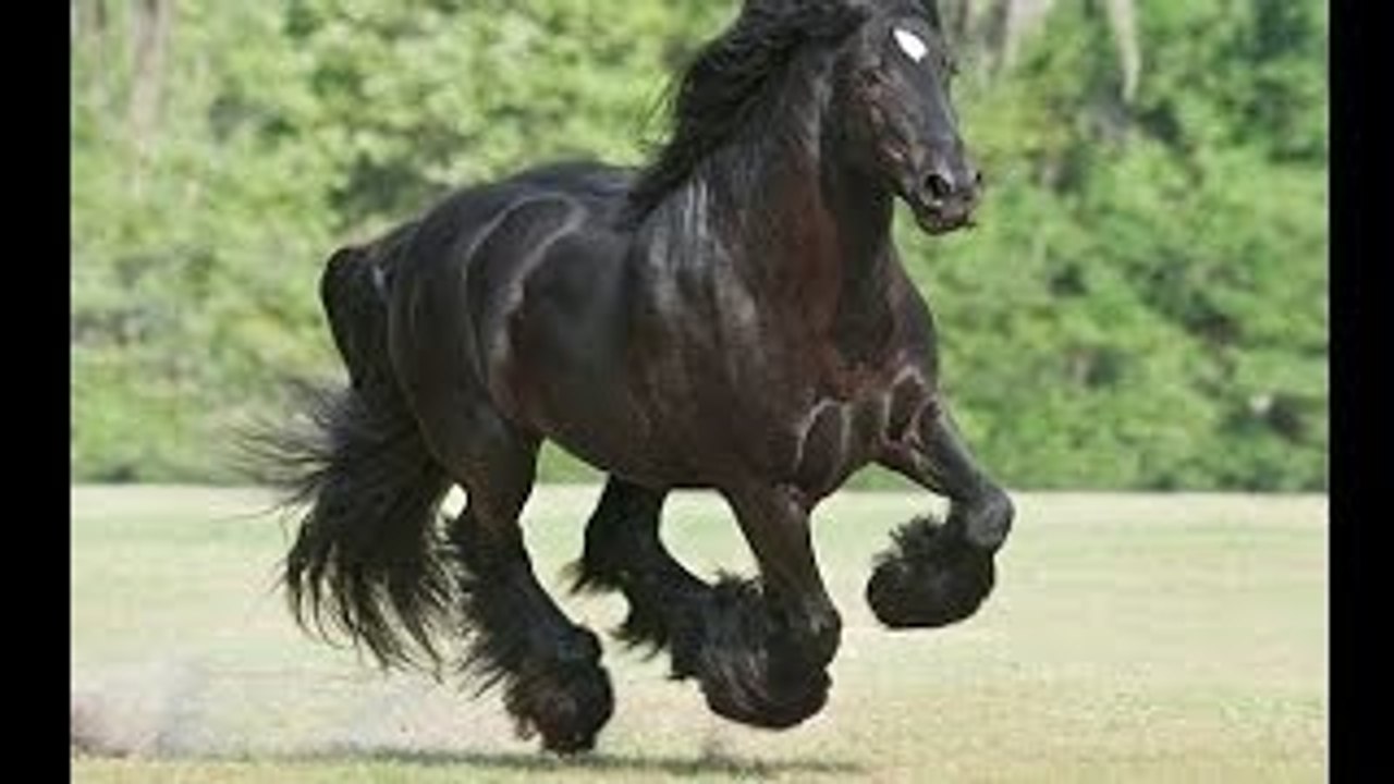 poze cu cai frumosi de calarit imagini haioase cu animale fanny si ...