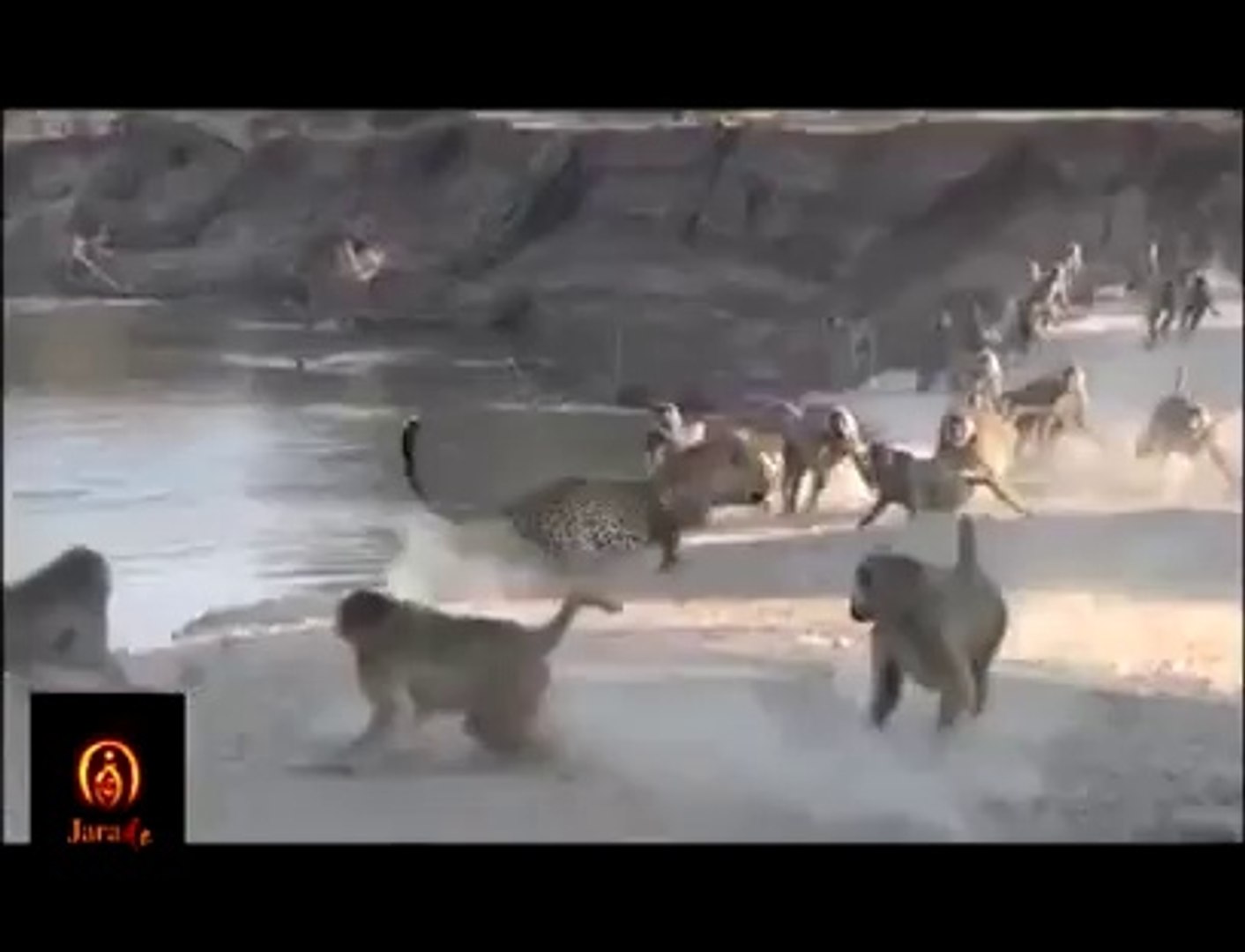 Baboon Fights Leopard