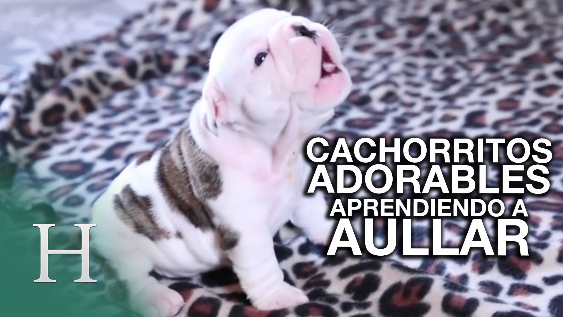 Debo Aullar Con Mi Perro