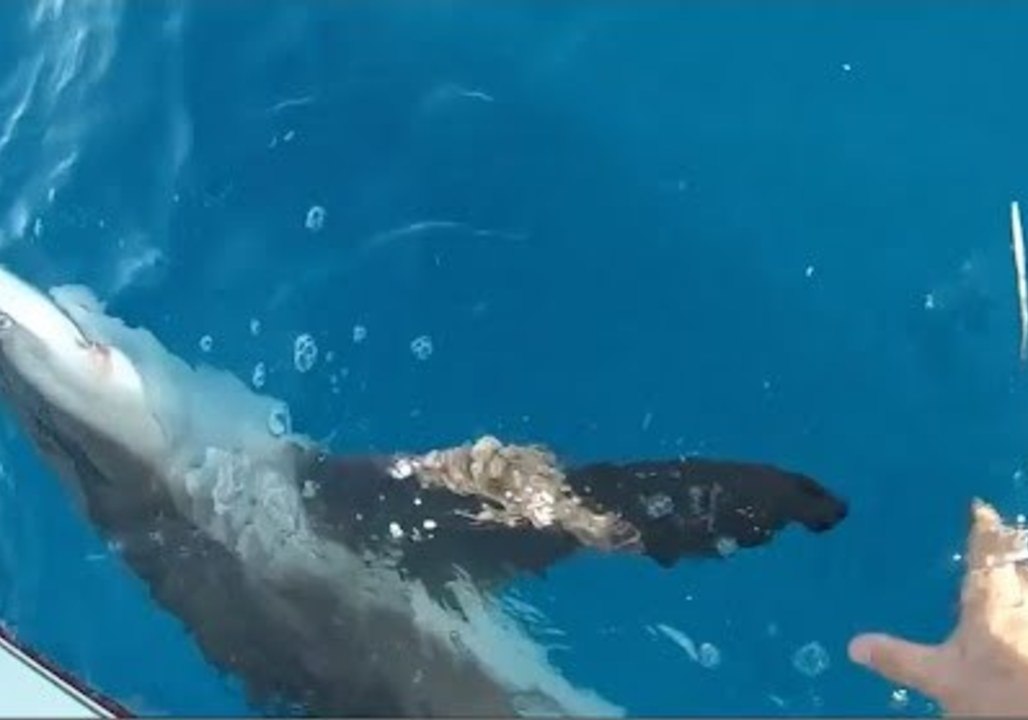 Compilation Shows Some Gnarly Fish - video Dailymotion