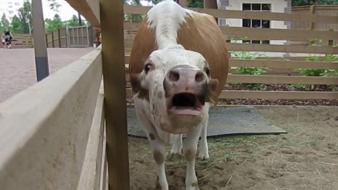 Cow Mooing Loudly - video Dailymotion