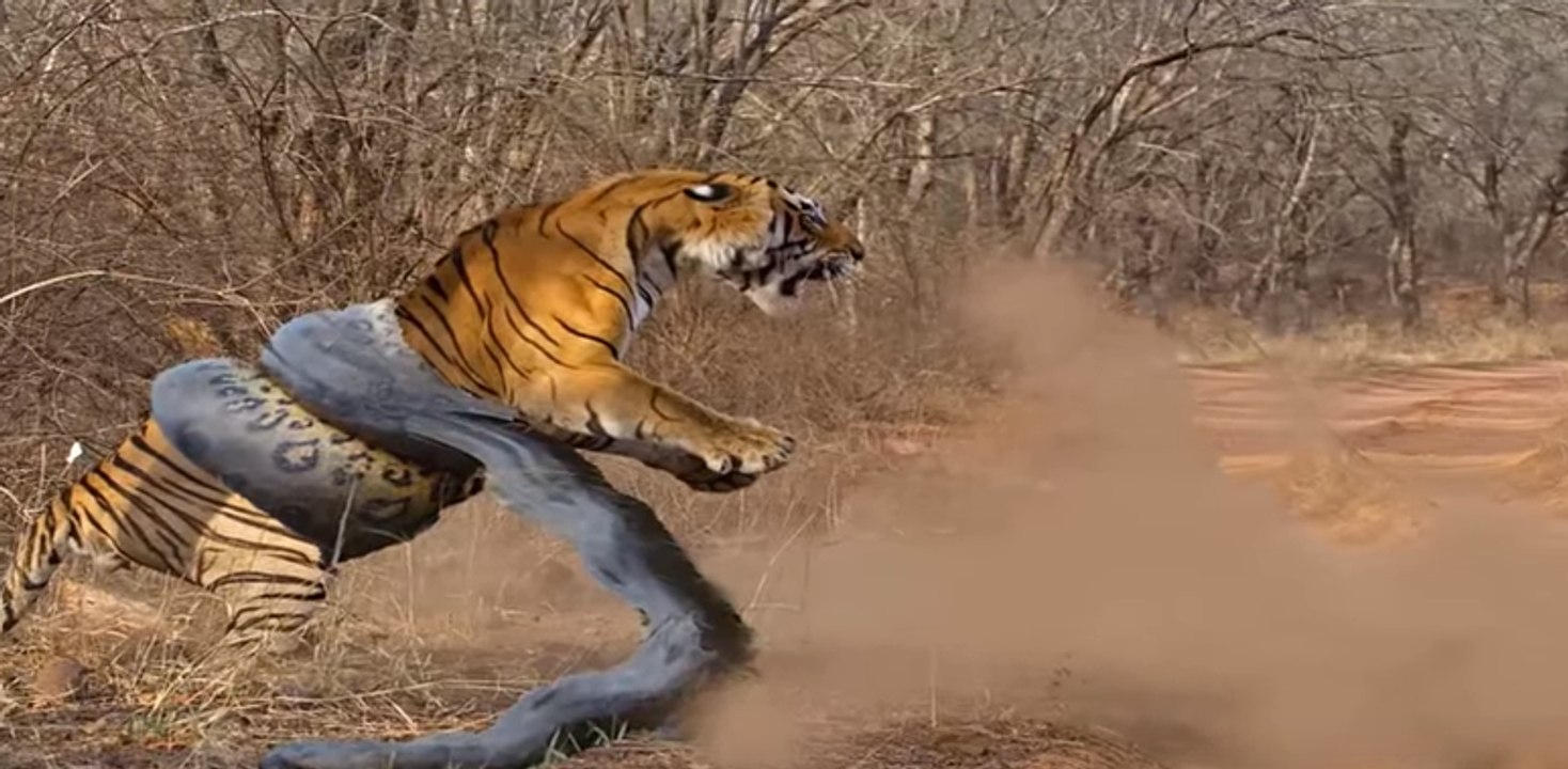 Giant ANACONDA attacks TIGER - Animal Fight Python vs Tiger vs Jaguar ...