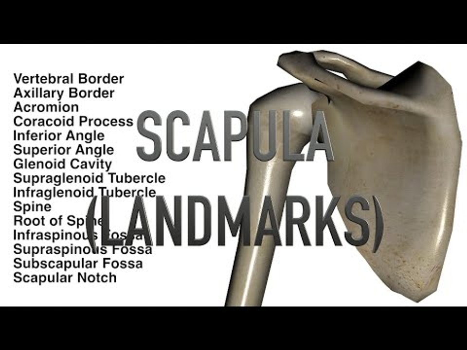 Scapula - Landmarks - Quiz - video Dailymotion