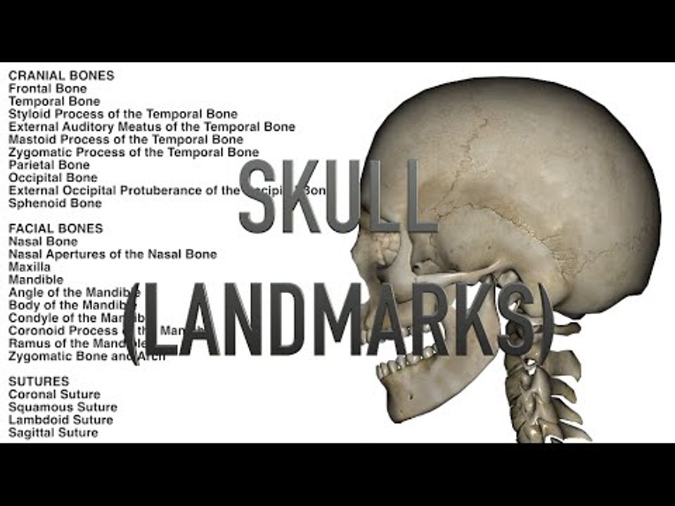 Skull - Landmarks - Quiz - video Dailymotion