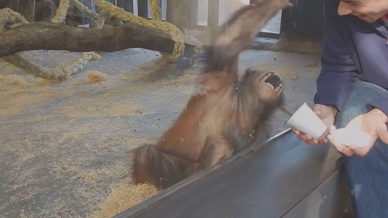 Un singe mort de rire après un tour de magie - Vidéo Dailymotion