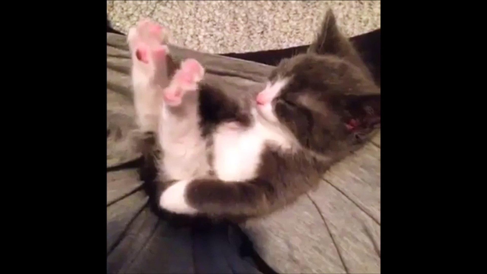 Gif De Chat Qui S'endort