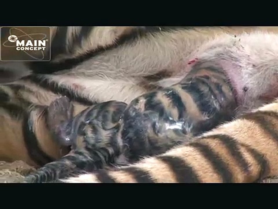Tiger Giving Birth Baby amezing video - video Dailymotion