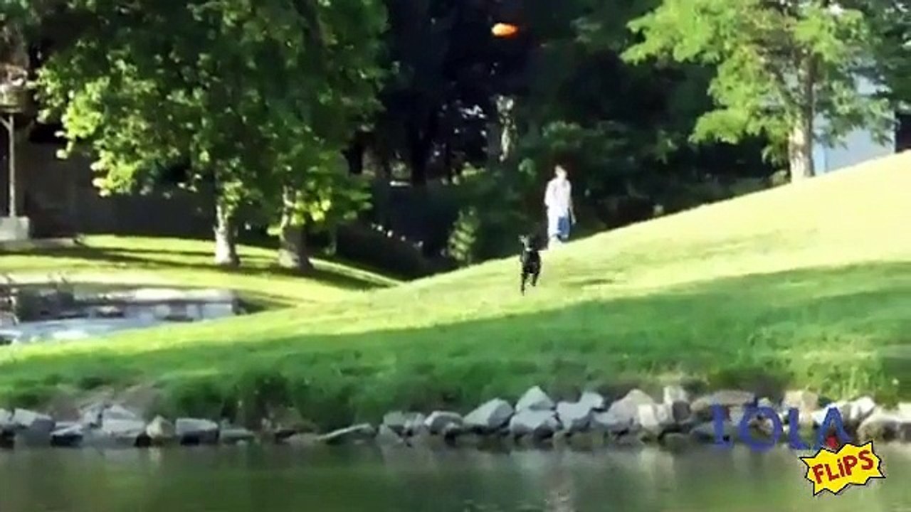 THE MOST AMAZING FRISBEE DOG TRICKS! - Dailymotion Video