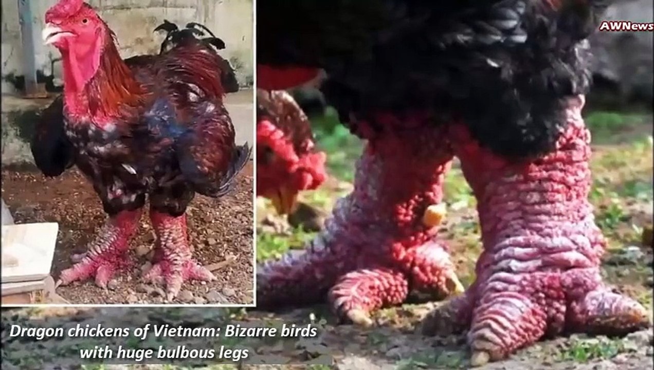 Dong Tao Or Dragon Leg Chickens- Weird Chicken Breed With Huge Bulbous ...