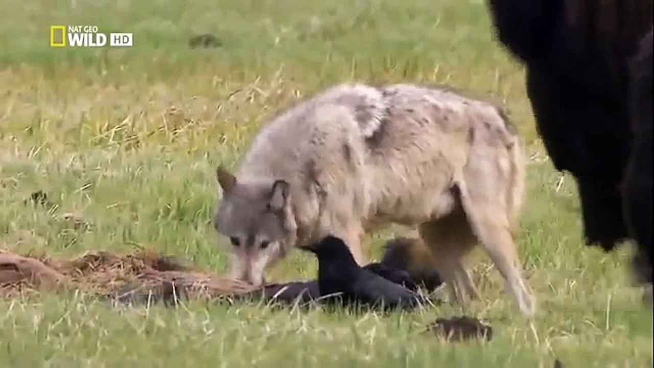 Animal Planet || Animal Planet Full Episodes || Animal Planet ...