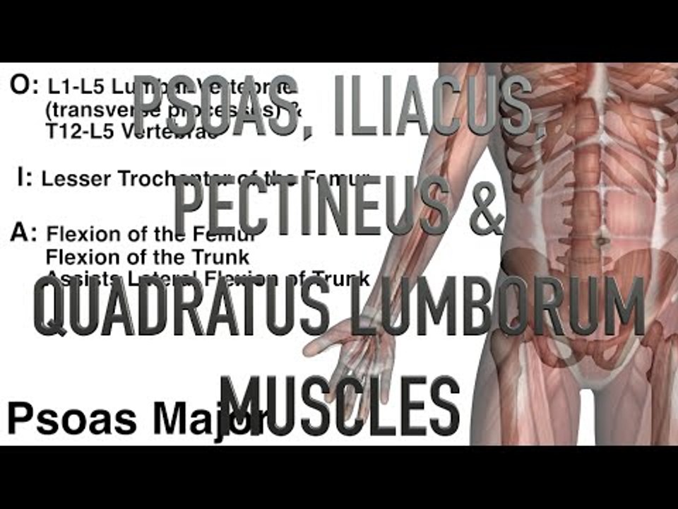 Psoas Major, Iliacus, Pectineus & Quadratus Lumborum - Origins ...