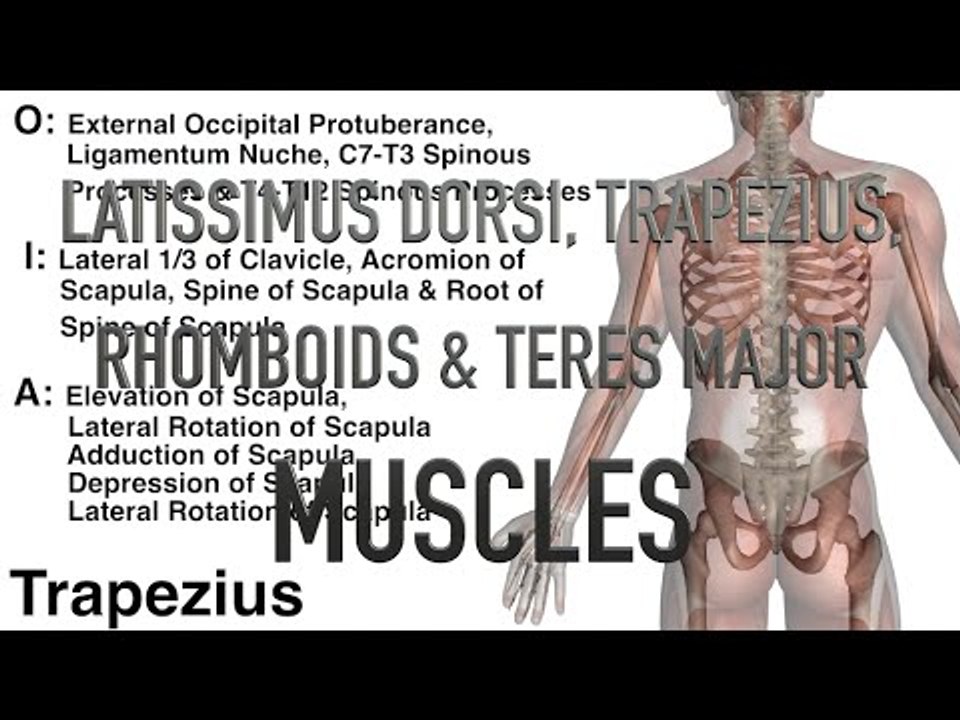 Latissimus Dorsi, Trapezius, Rhomboids & Teres Major - Origins ...