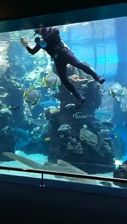 Requin Câlin - Vidéo Dailymotion