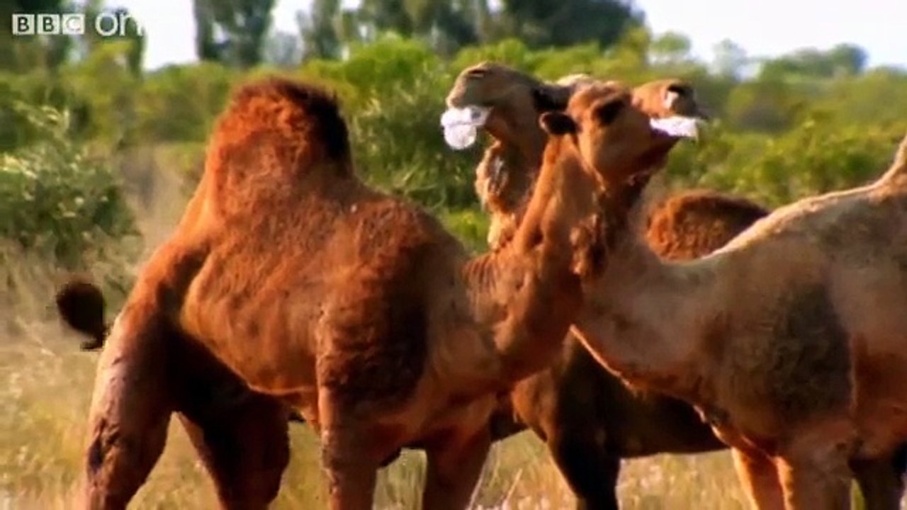Funny Talking Animals Walk On The Wild Side Episode Two Preview BBC One ...