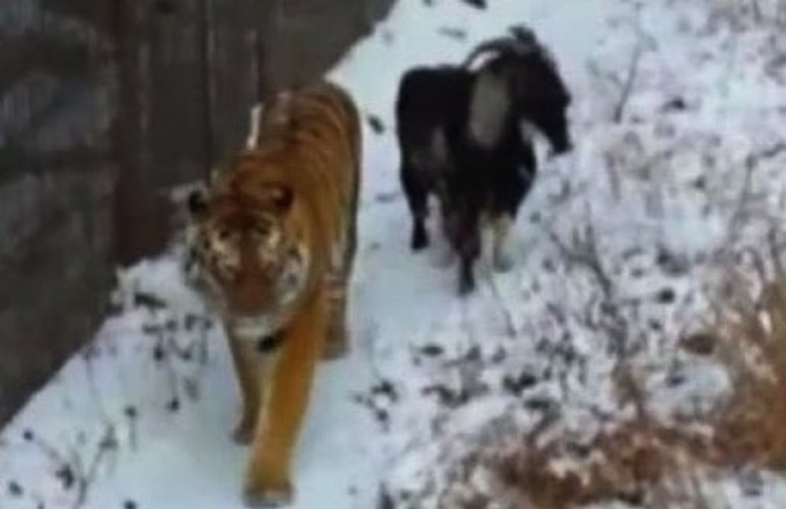 Amazing! Sher aur Bakri ke Dosti - video Dailymotion
