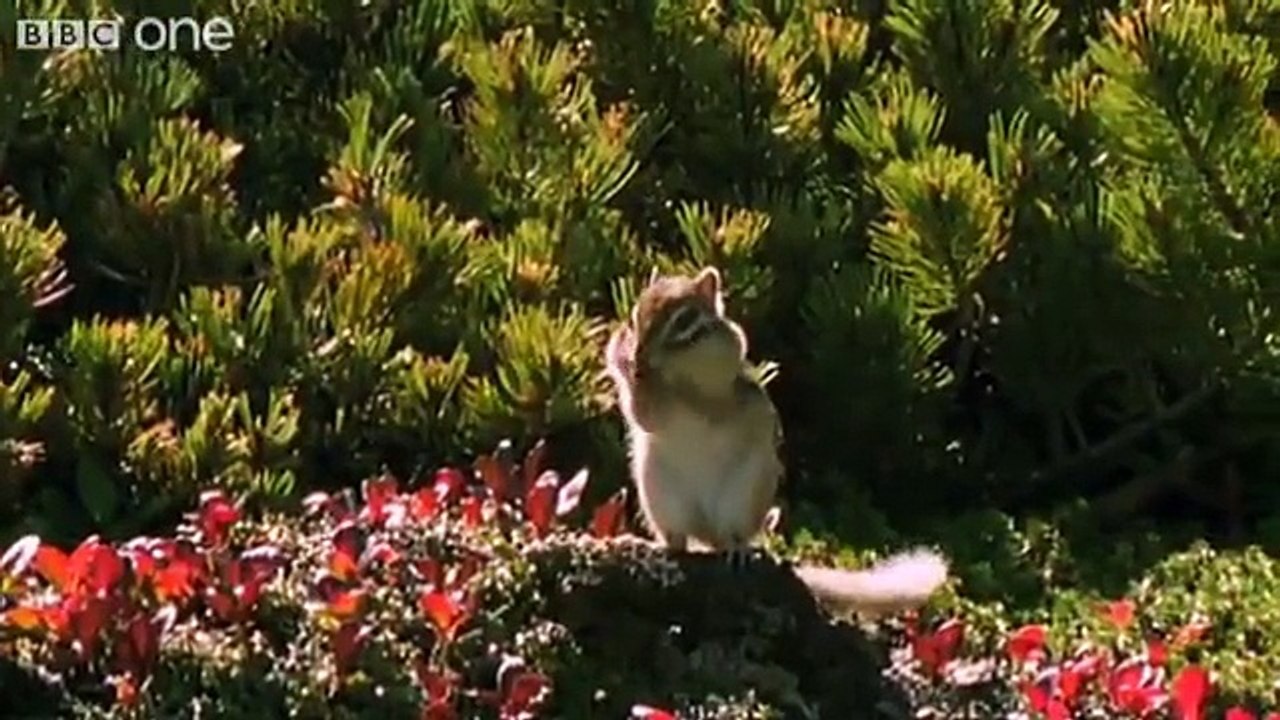 Funny Talking Animals Walk On The Wild Side Episode Four Preview BBC ...