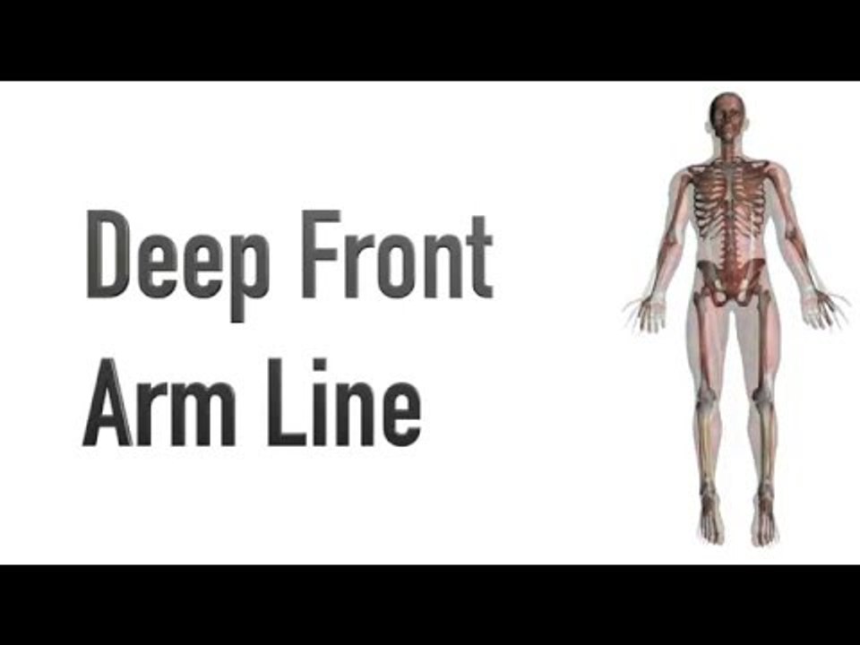 Deep Front Arm Line - Myofascial Meridians - Kinesiology Quiz - video ...