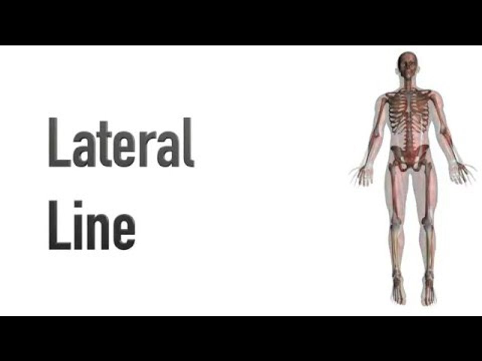 Lateral Line - Myofascial Meridians - Kinesiology Quiz - video Dailymotion