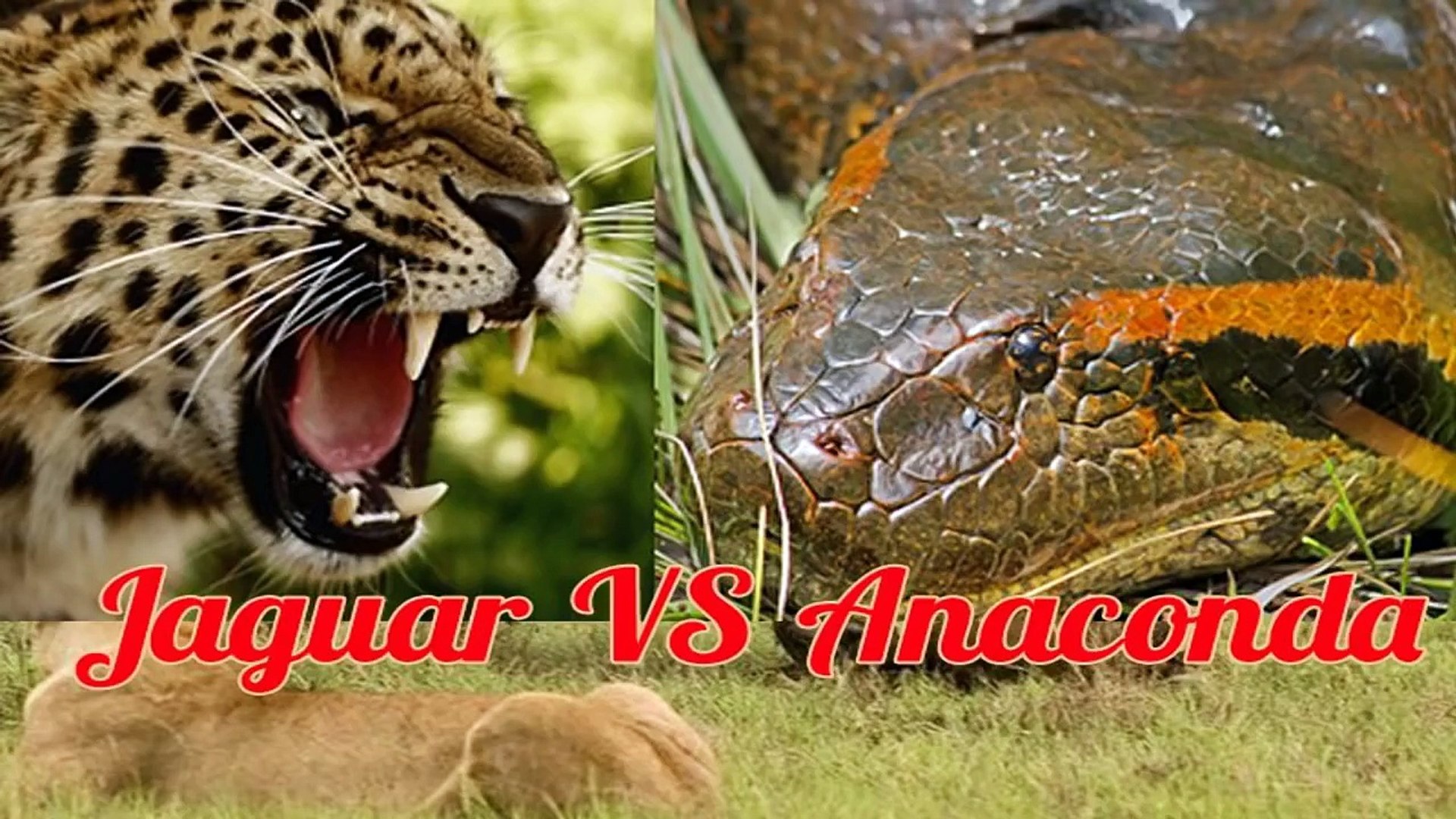 Jaguar Vs Anaconda