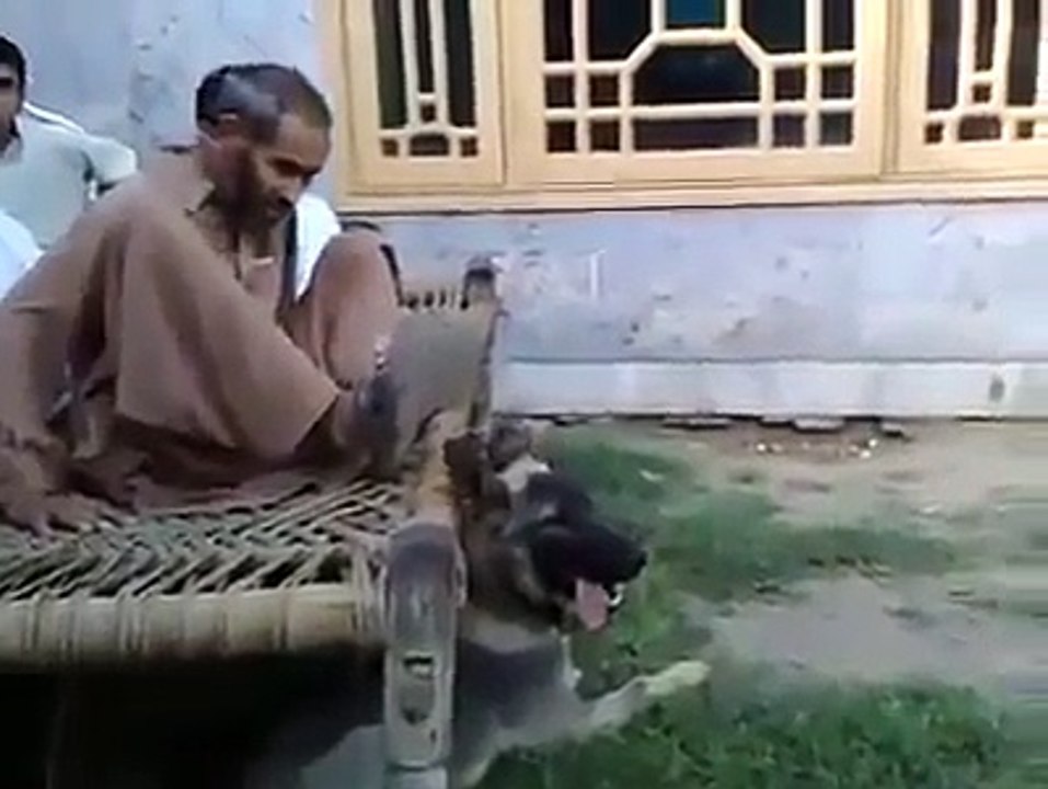 Pathan vs Dong - pashto funny dog prank - video Dailymotion