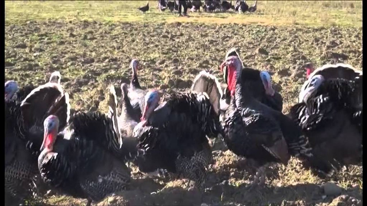 PEQIN GJELI I DETIT - video Dailymotion