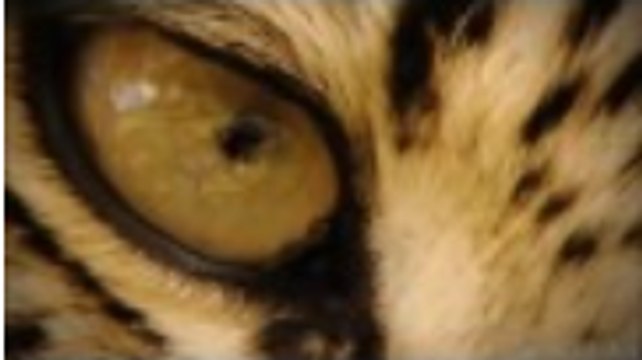 Salim Ricardo Rizk (salimrizk96) videos - Dailymotion