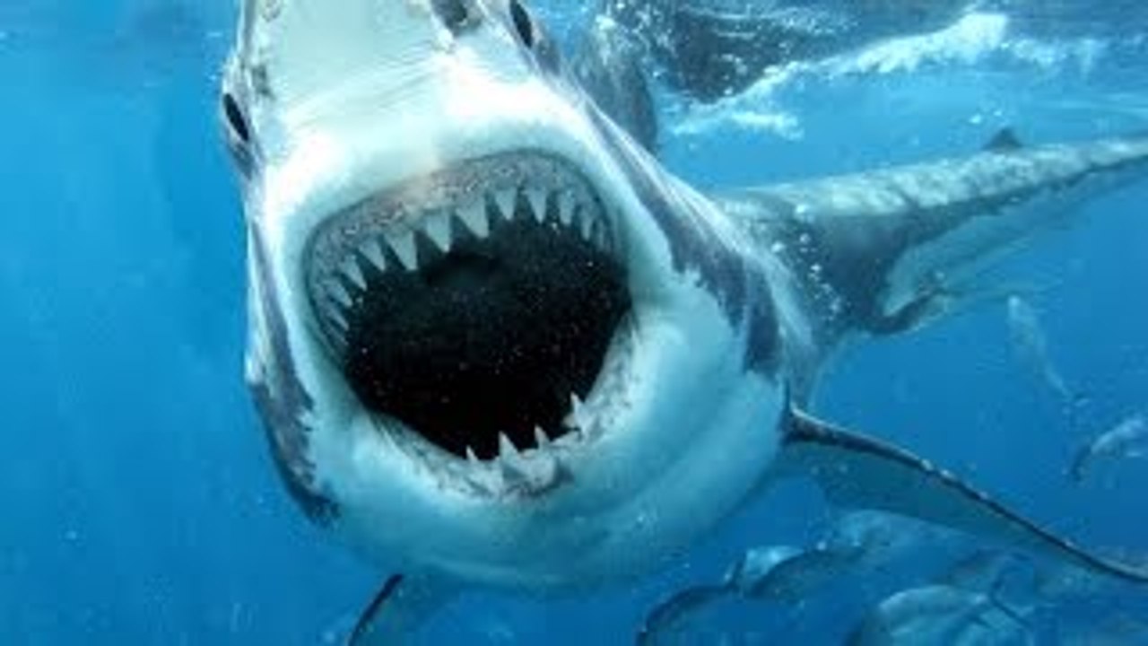 Wild discovery channel animals Shark Of Lost Island National Geographic ...