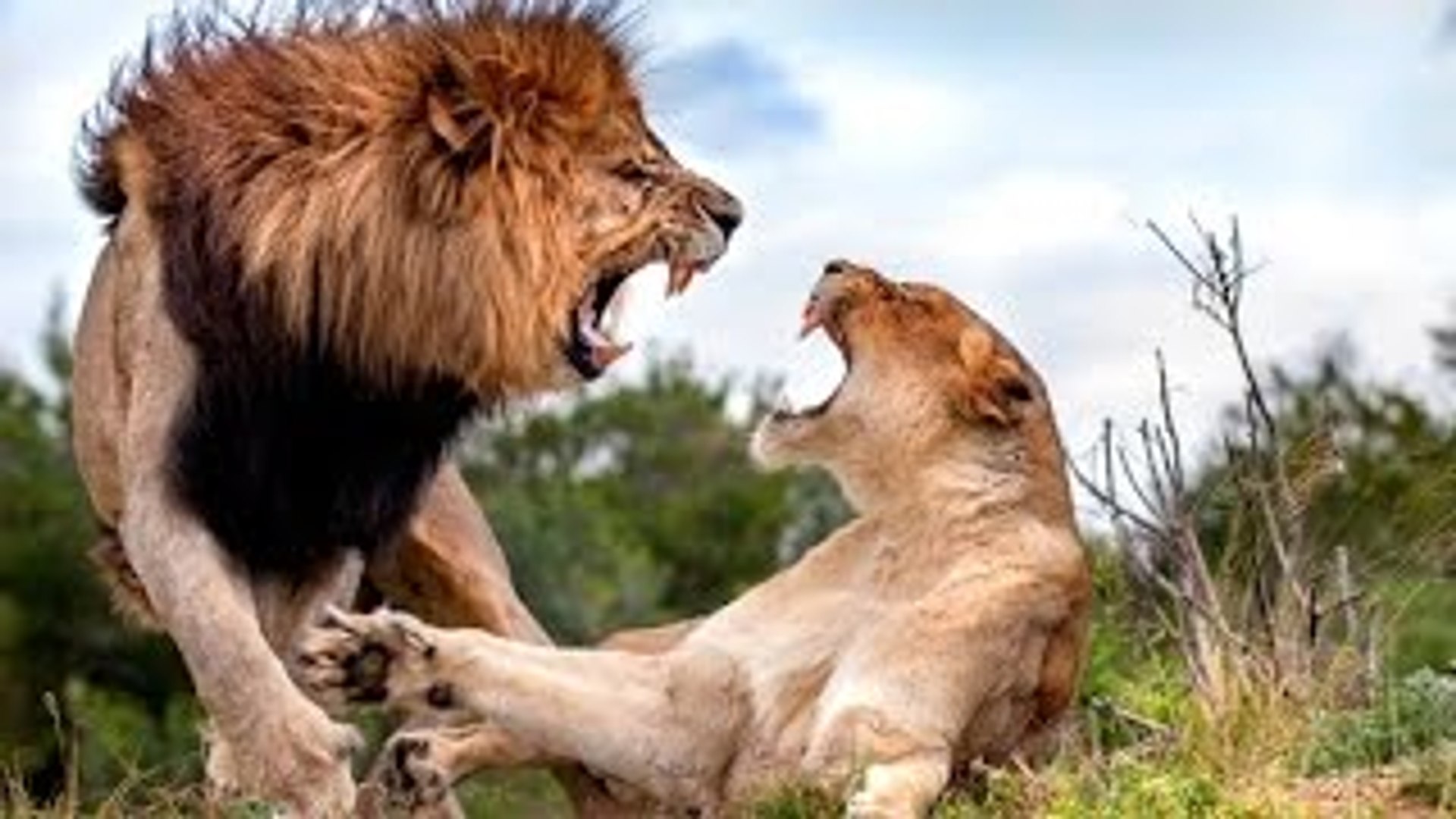 Wild Lion Fighting